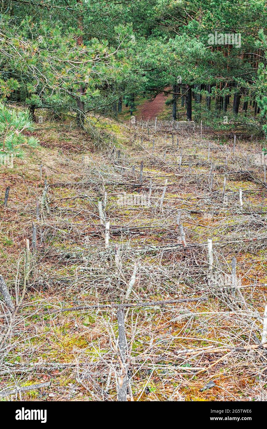 Timber cutting plantation hi-res stock photography and images - Alamy