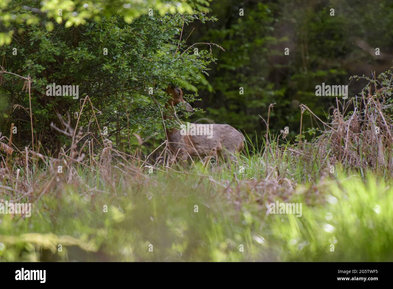doe in forest of fontainebleau Stock Photo - Alamy