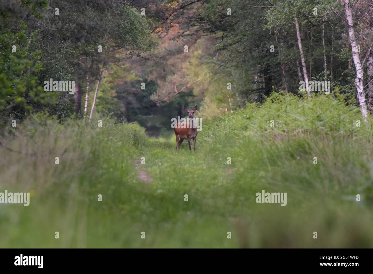doe in forest of fontainebleau Stock Photo - Alamy