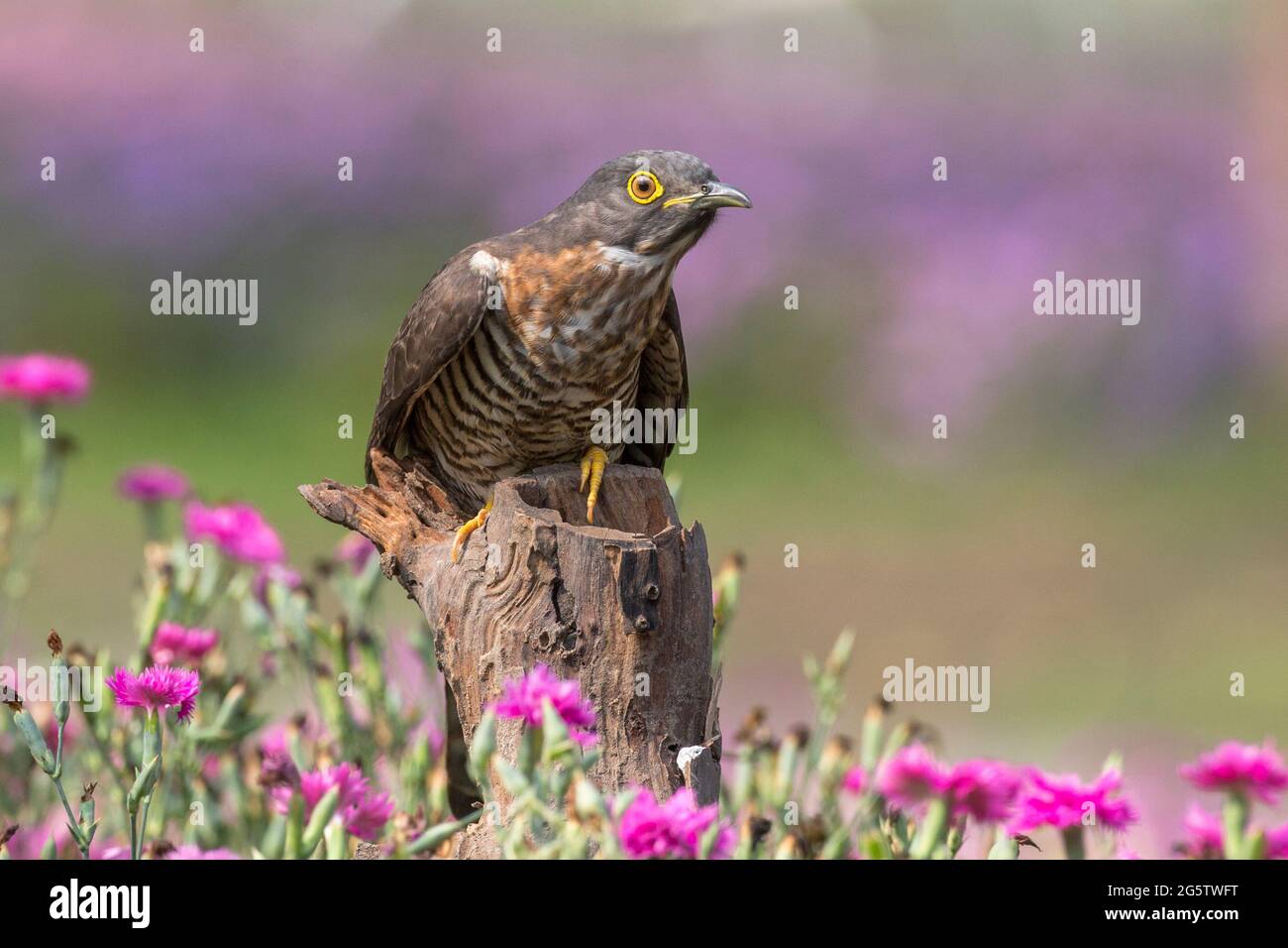 Large hawk-cuckoo in a beautiful setting with flowers Stock Photo - Alamy