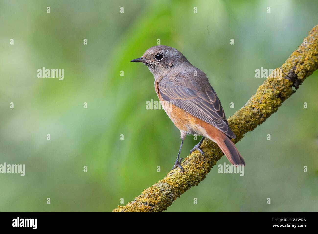 a young common redstart Stock Photo - Alamy