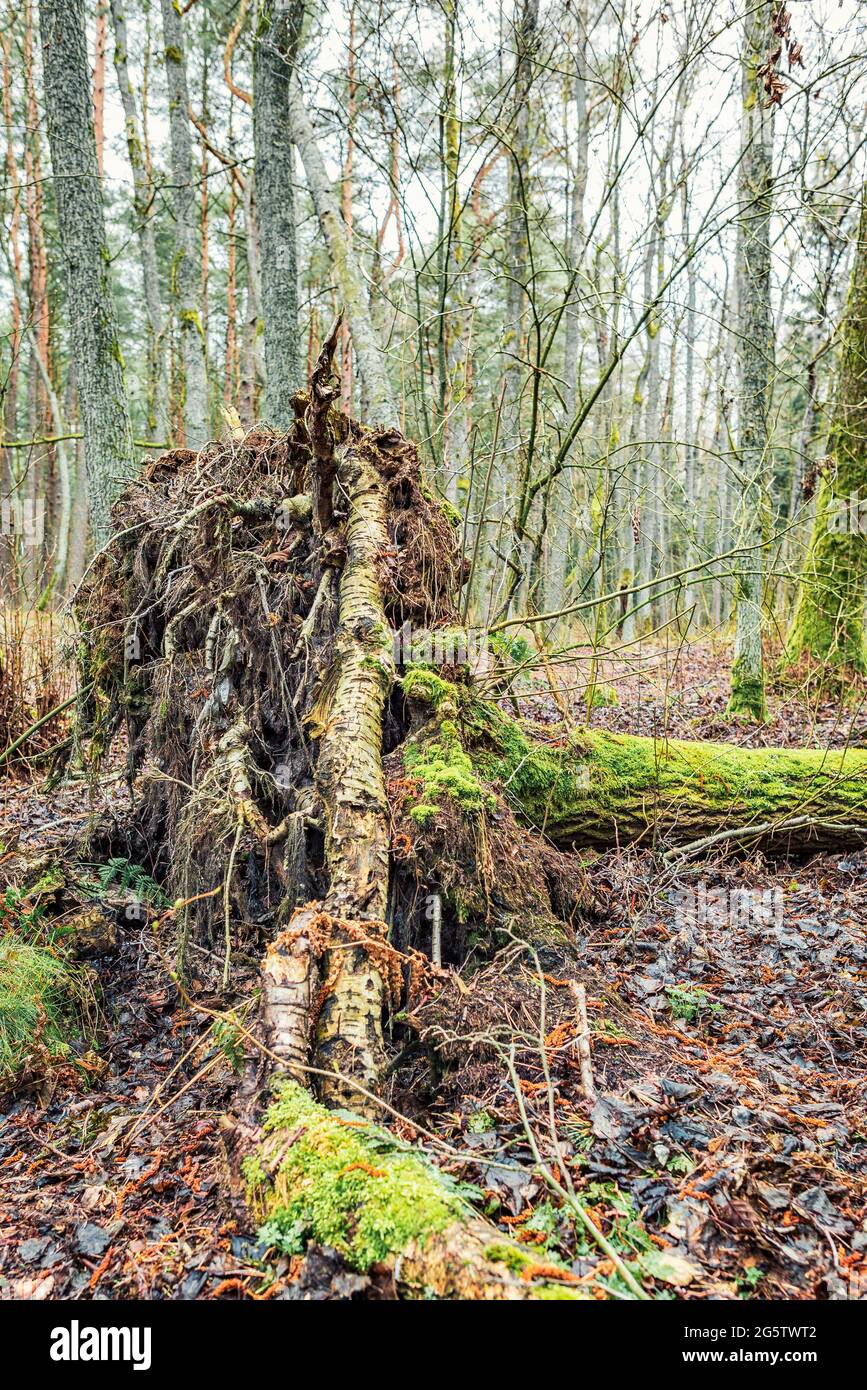 A massive overgrown root of a fallen old tree, overgrown with moss ...