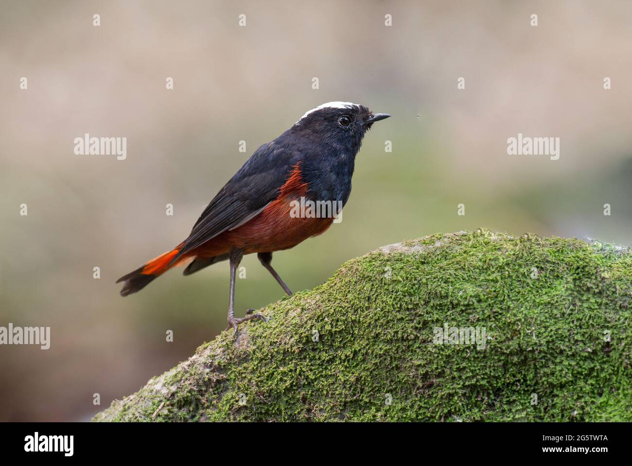 White-capped water redstart showing its beauty Stock Photo - Alamy