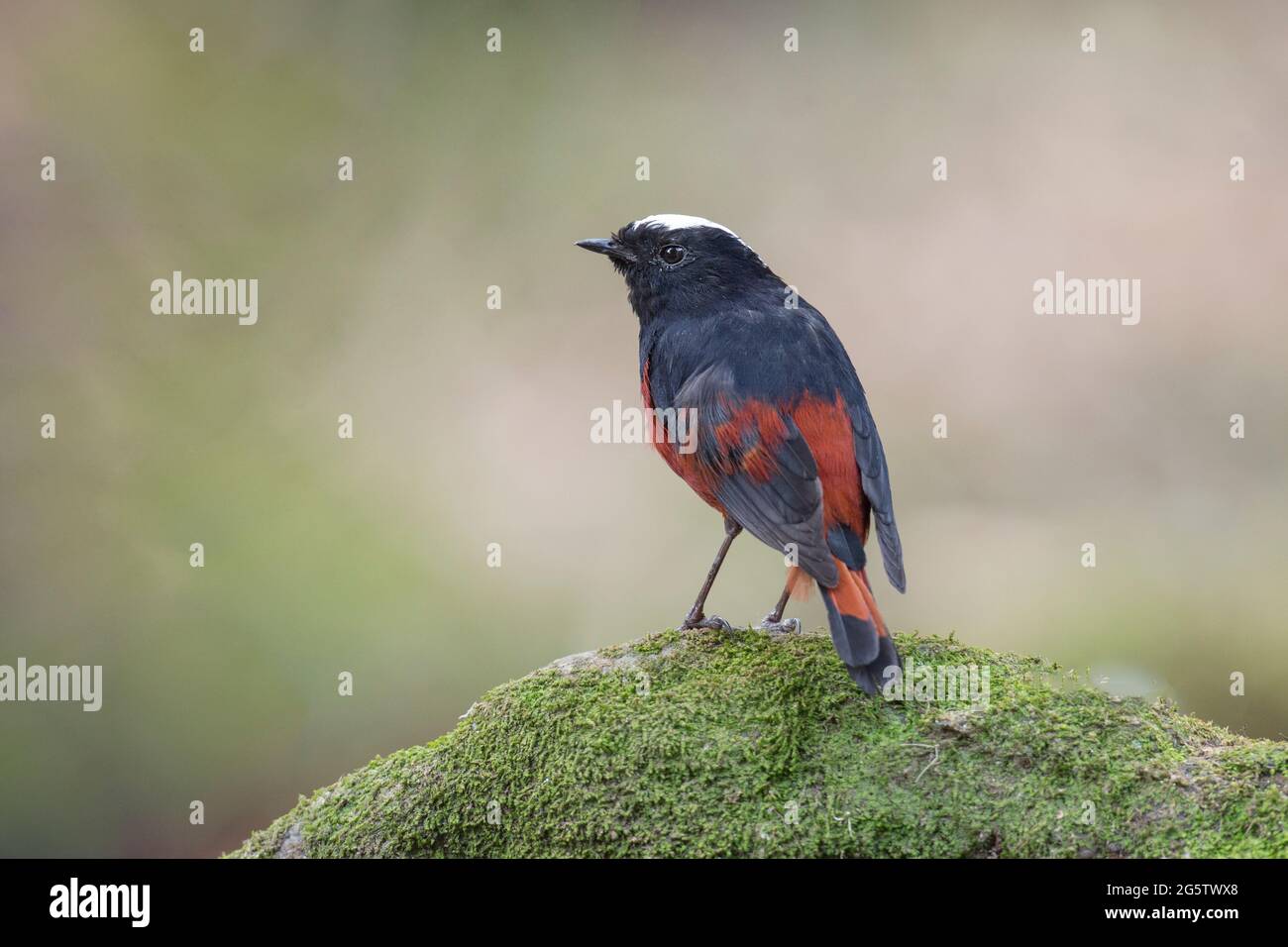 Water redstart hi-res stock photography and images - Alamy
