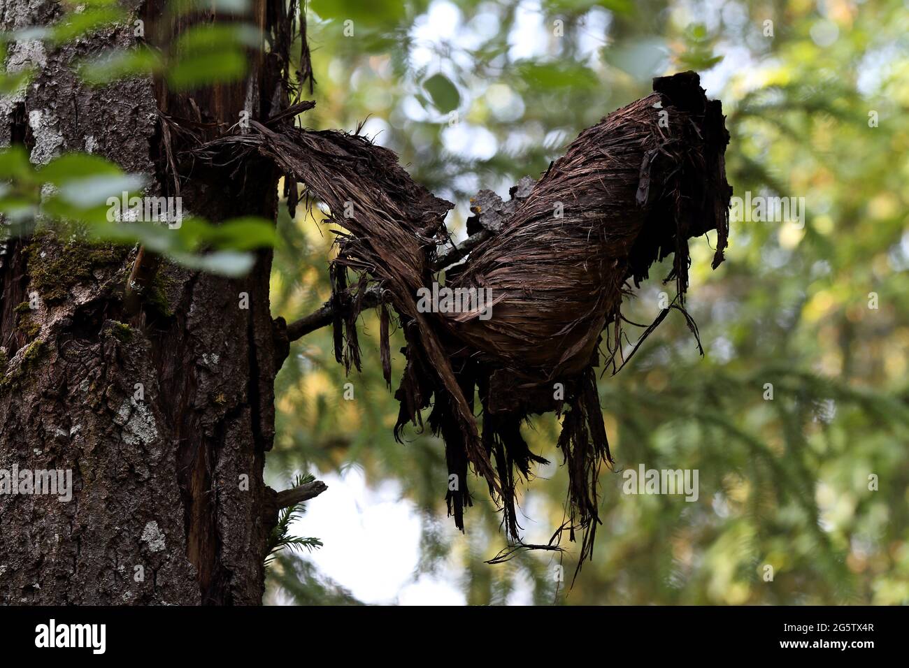 Dying trees hi-res stock photography and images - Alamy