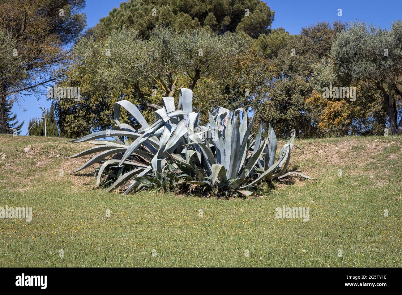 Agave americana (aka sentry plant, century plant, maguey or American ...