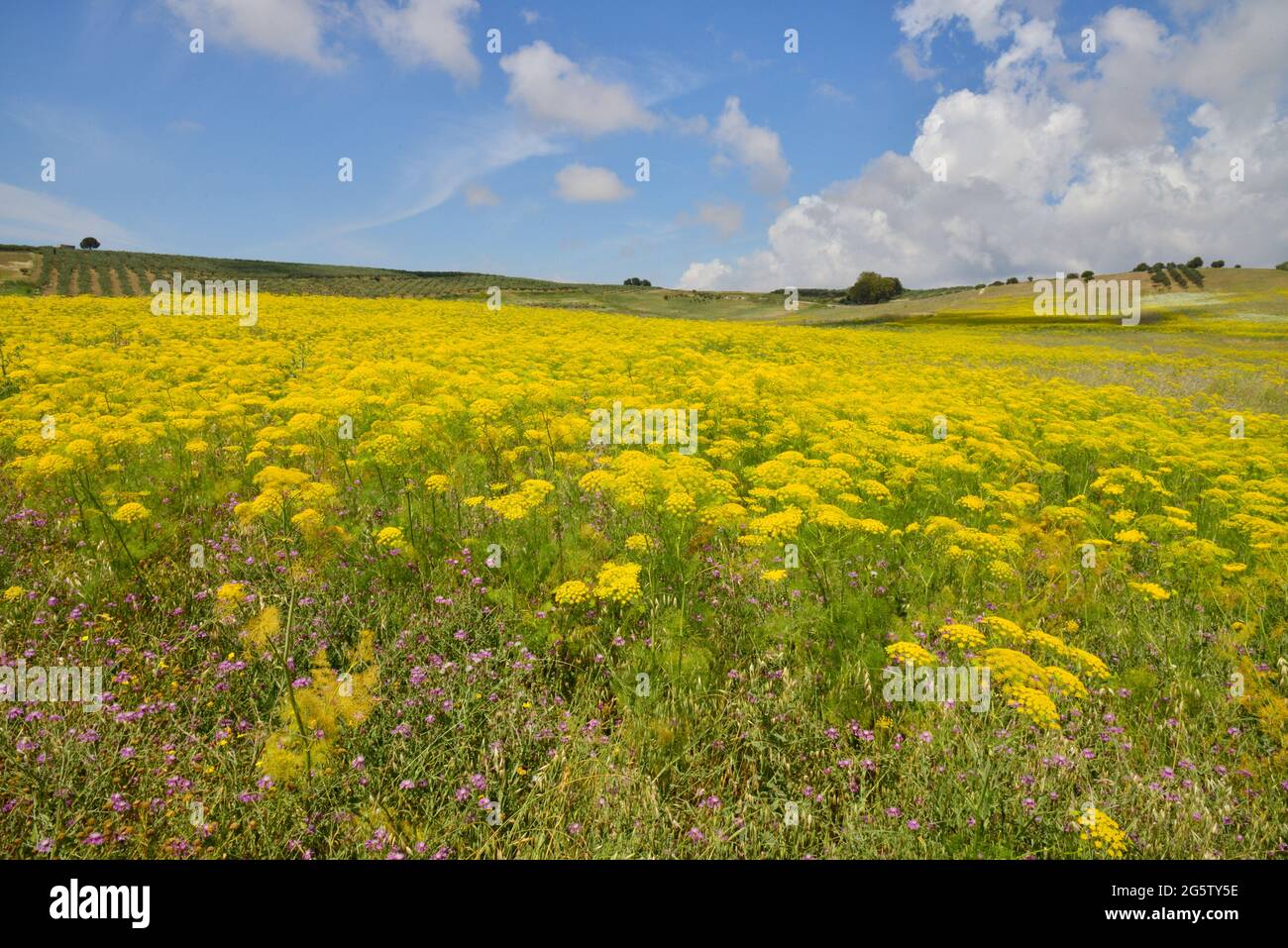 Sicily landscape spring flowers hi-res stock photography and images - Alamy