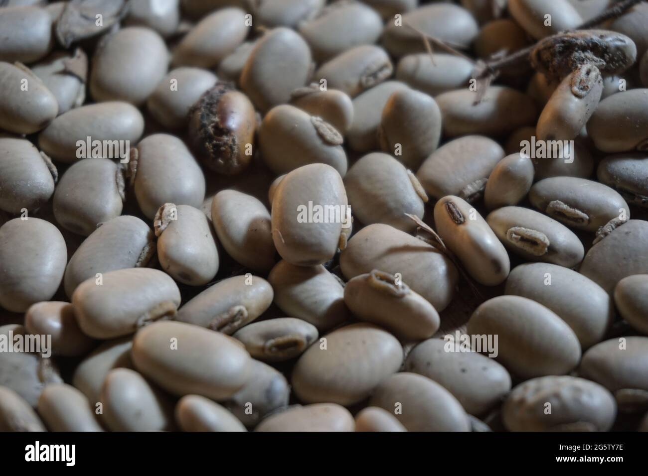 Velvet bean seed holding by hand. Indonesian call velvet bean with ...