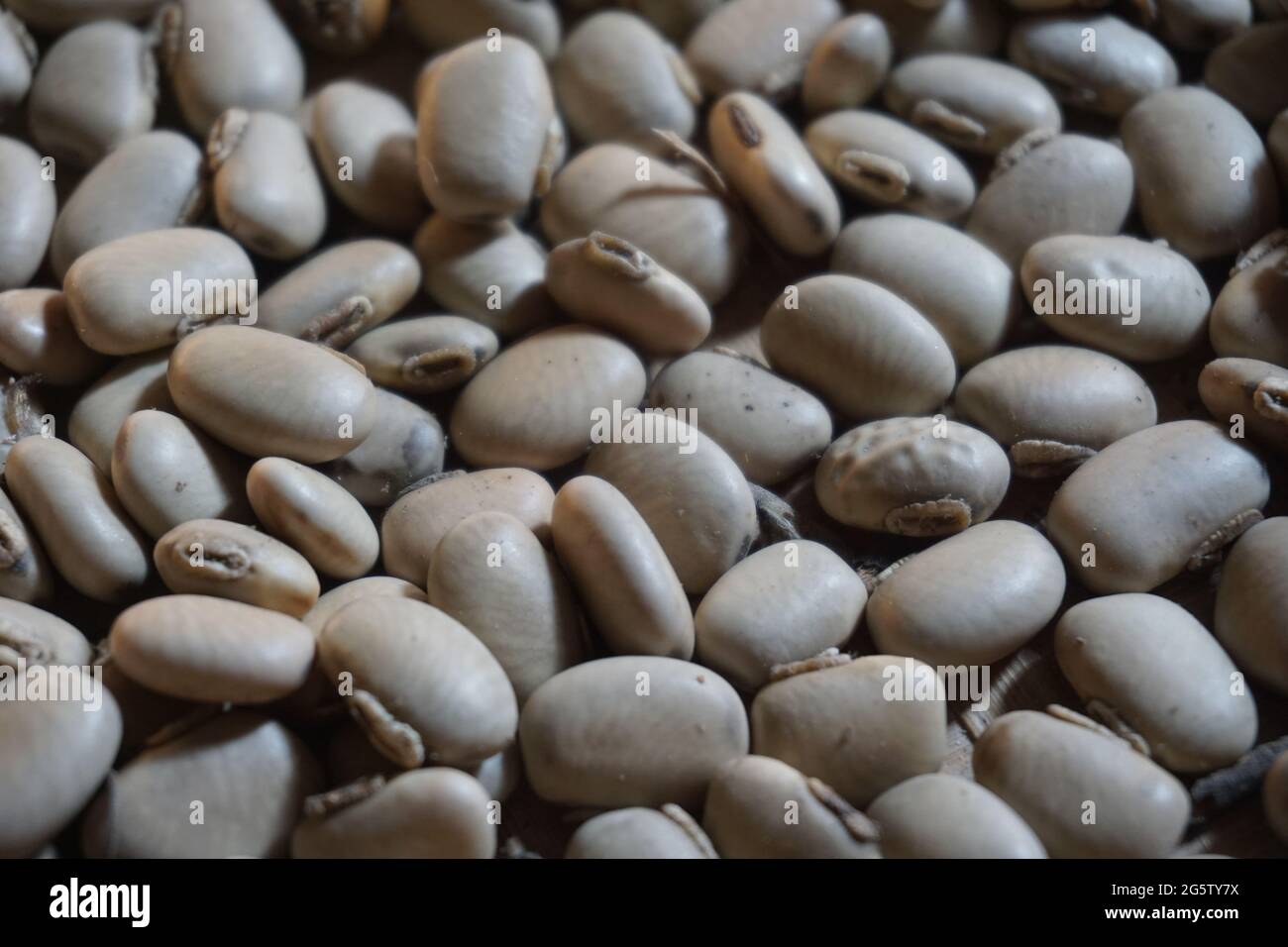 Velvet bean seed holding by hand. Indonesian call velvet bean with ...