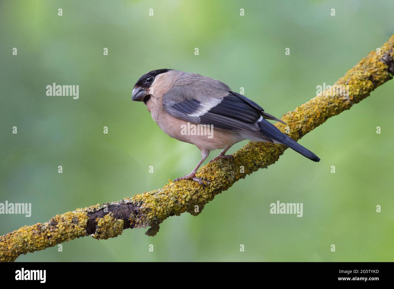 Pink finch hi-res stock photography and images - Alamy