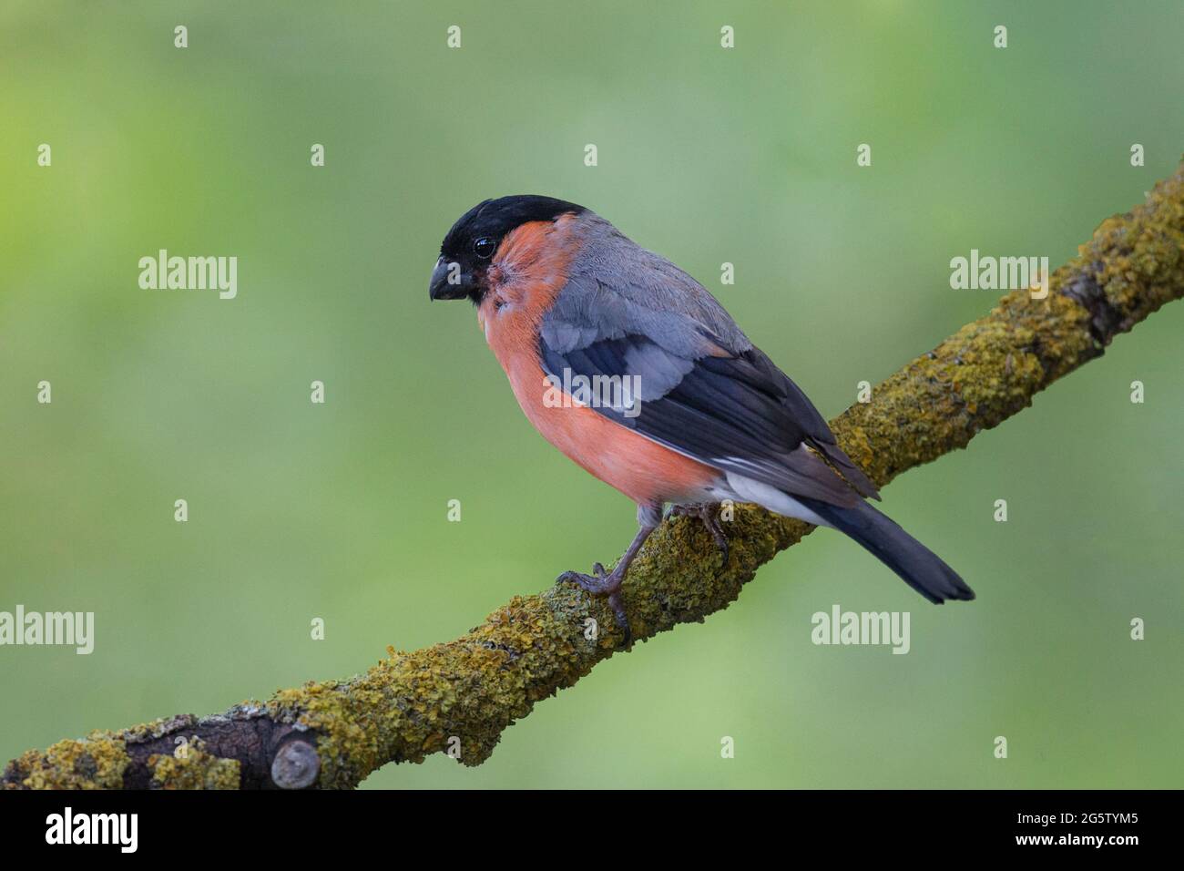 Pink finch hi-res stock photography and images - Alamy