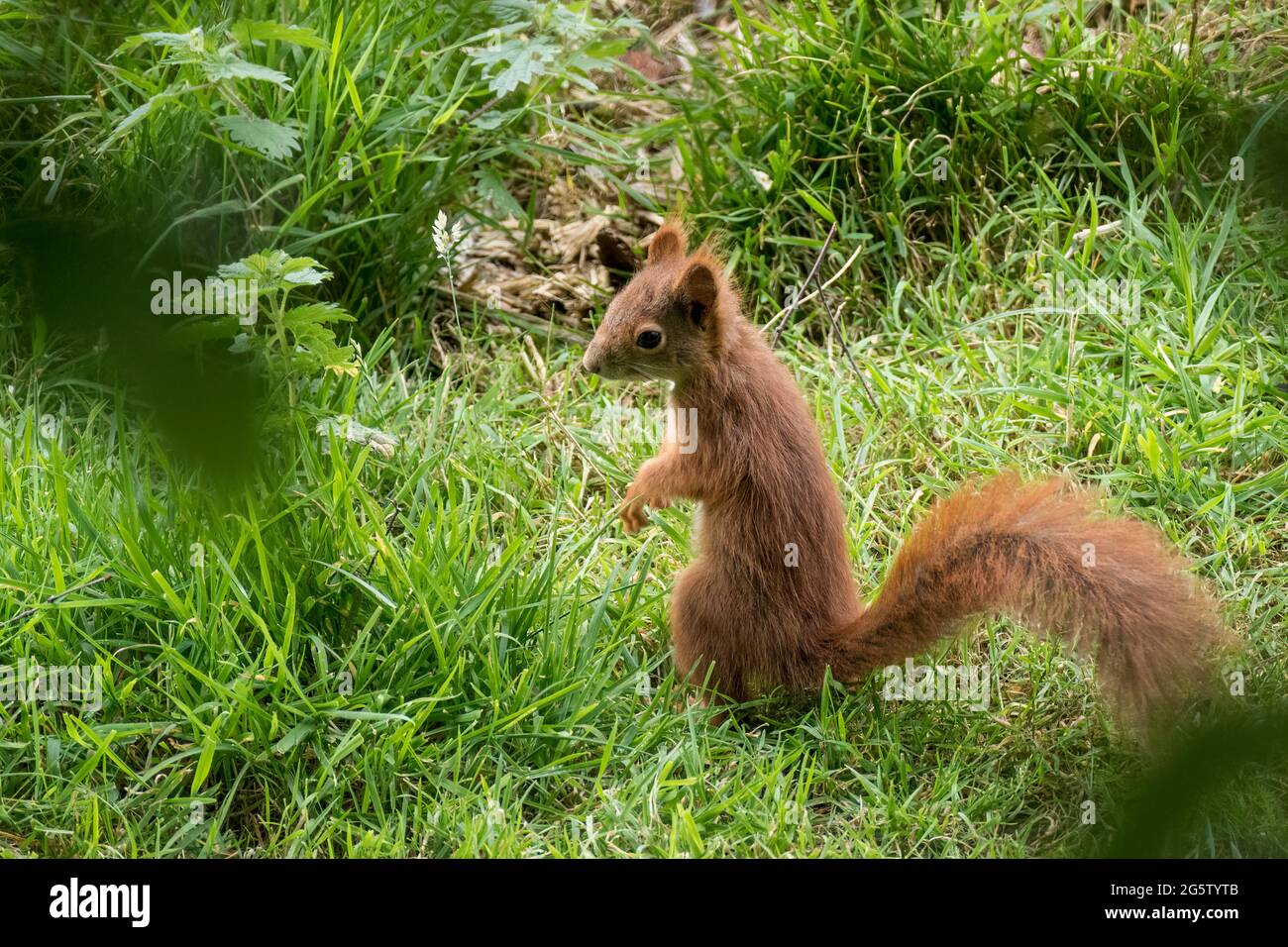 Young Eurasian Red Squirrel (Sciurus vulgaris) standing on hind legs ...