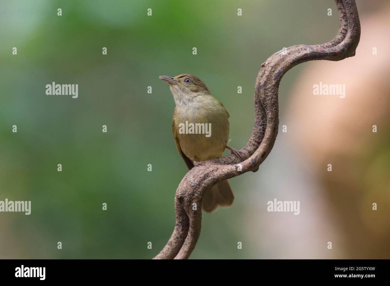 Grey bulbul hi-res stock photography and images - Alamy