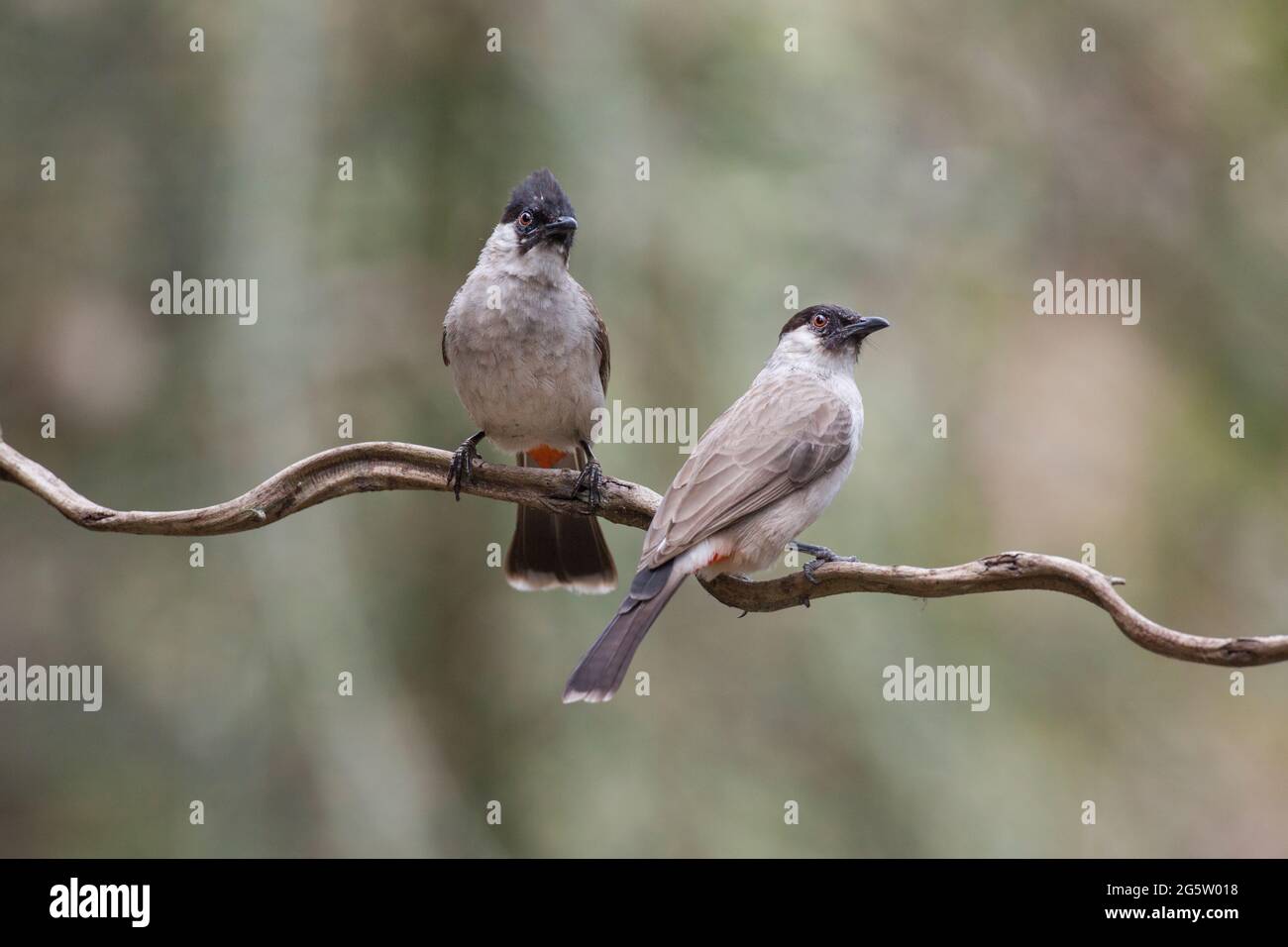 sooty headed bulbul relaxing on a branch Stock Photo - Alamy