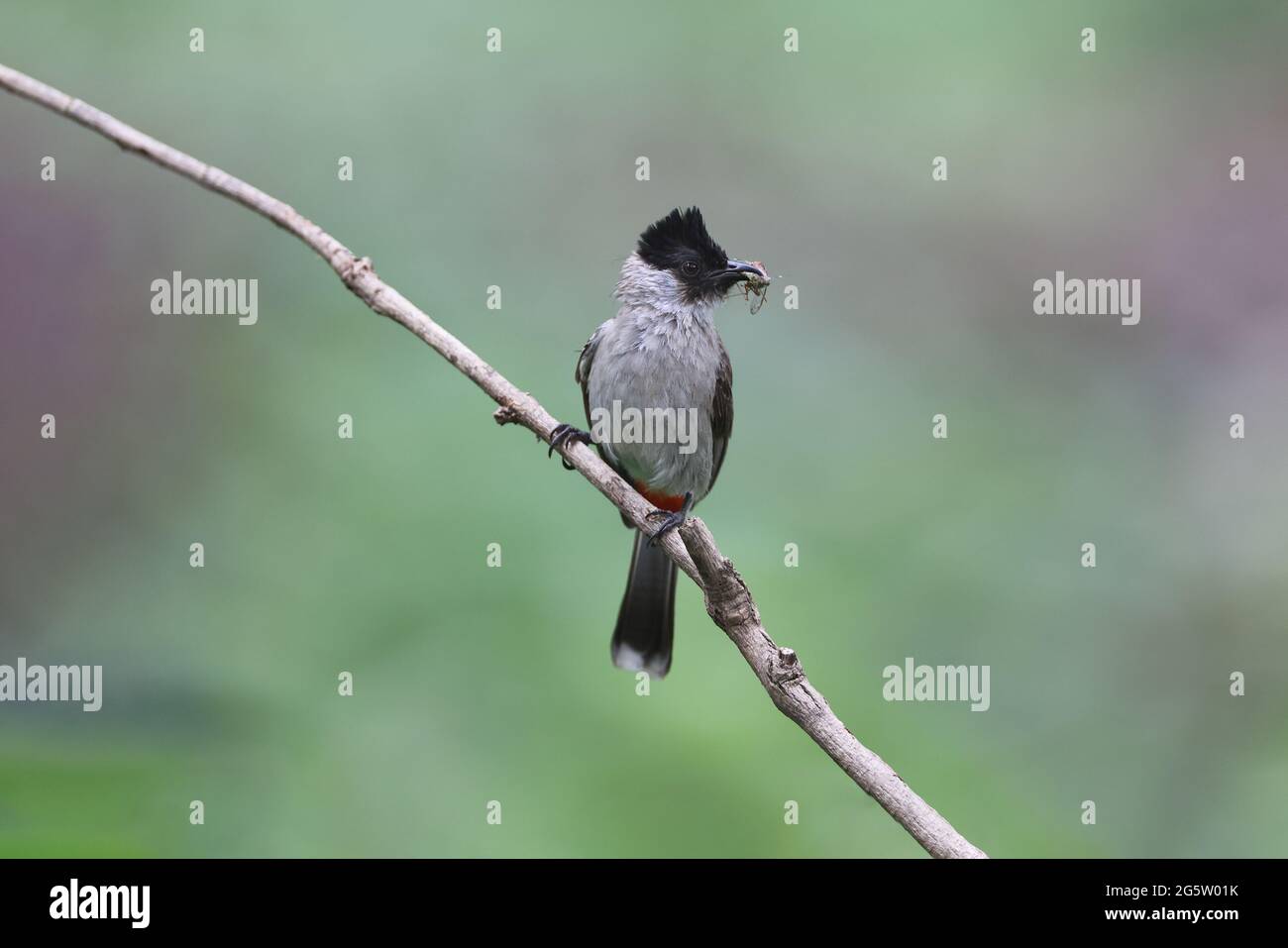 sooty headed bulbul relaxing on a branch Stock Photo - Alamy