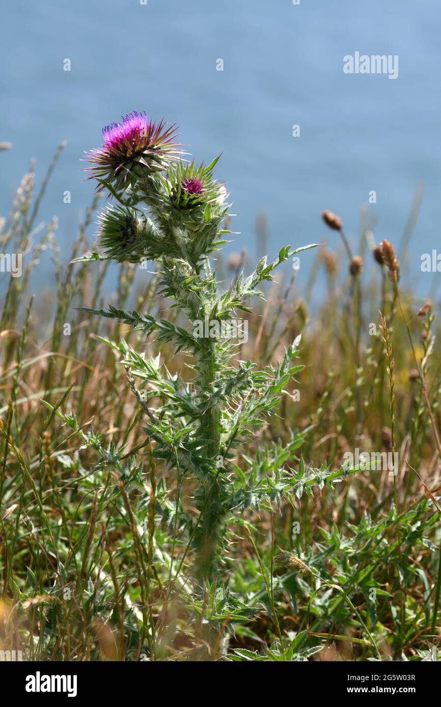 Thistle on coastpath with sea background Stock Photo - Alamy