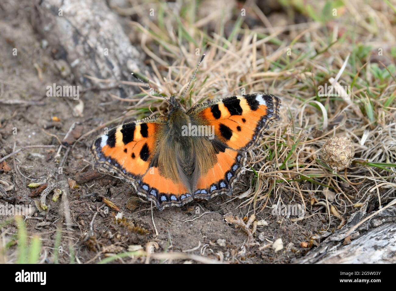 Small tortoise shell butterfly at rest with wings open on coast path ...