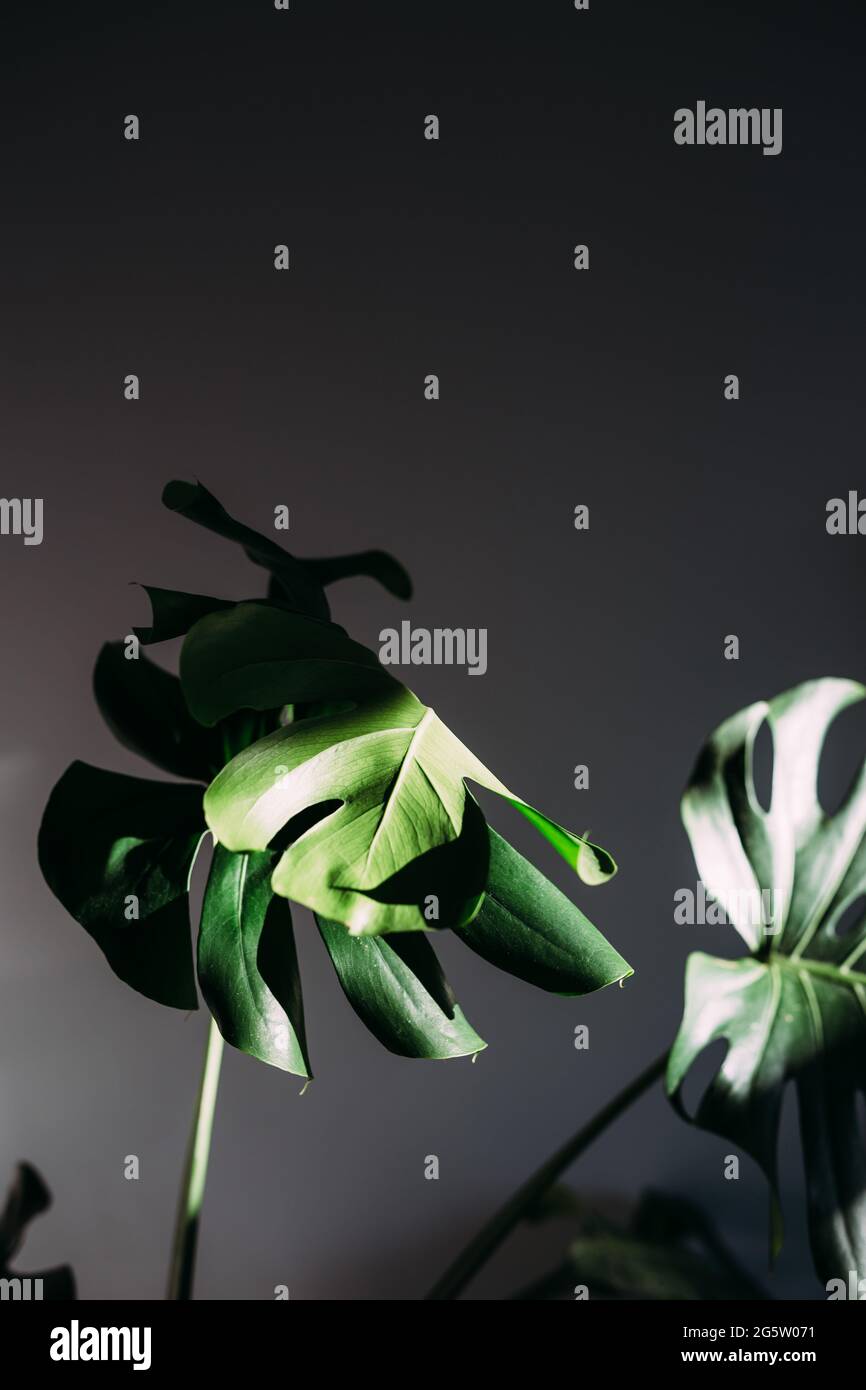 Monstera green leaves or Monstera Deliciosa, Indoor house plant in pot ...