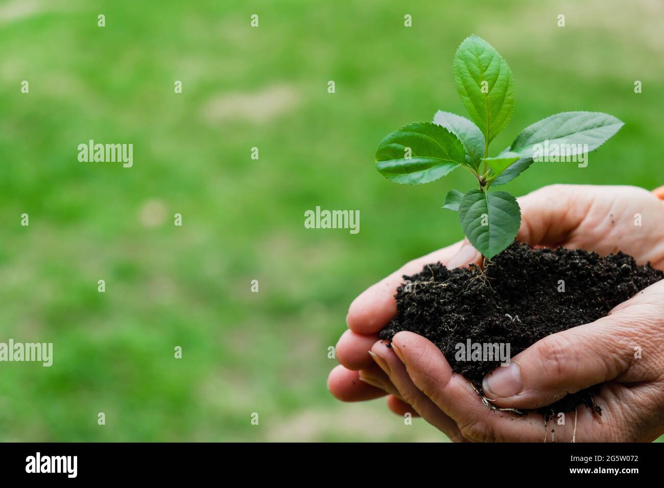 Close-up of an elderly woman's hands with an apple tree sprout. Grandma ...