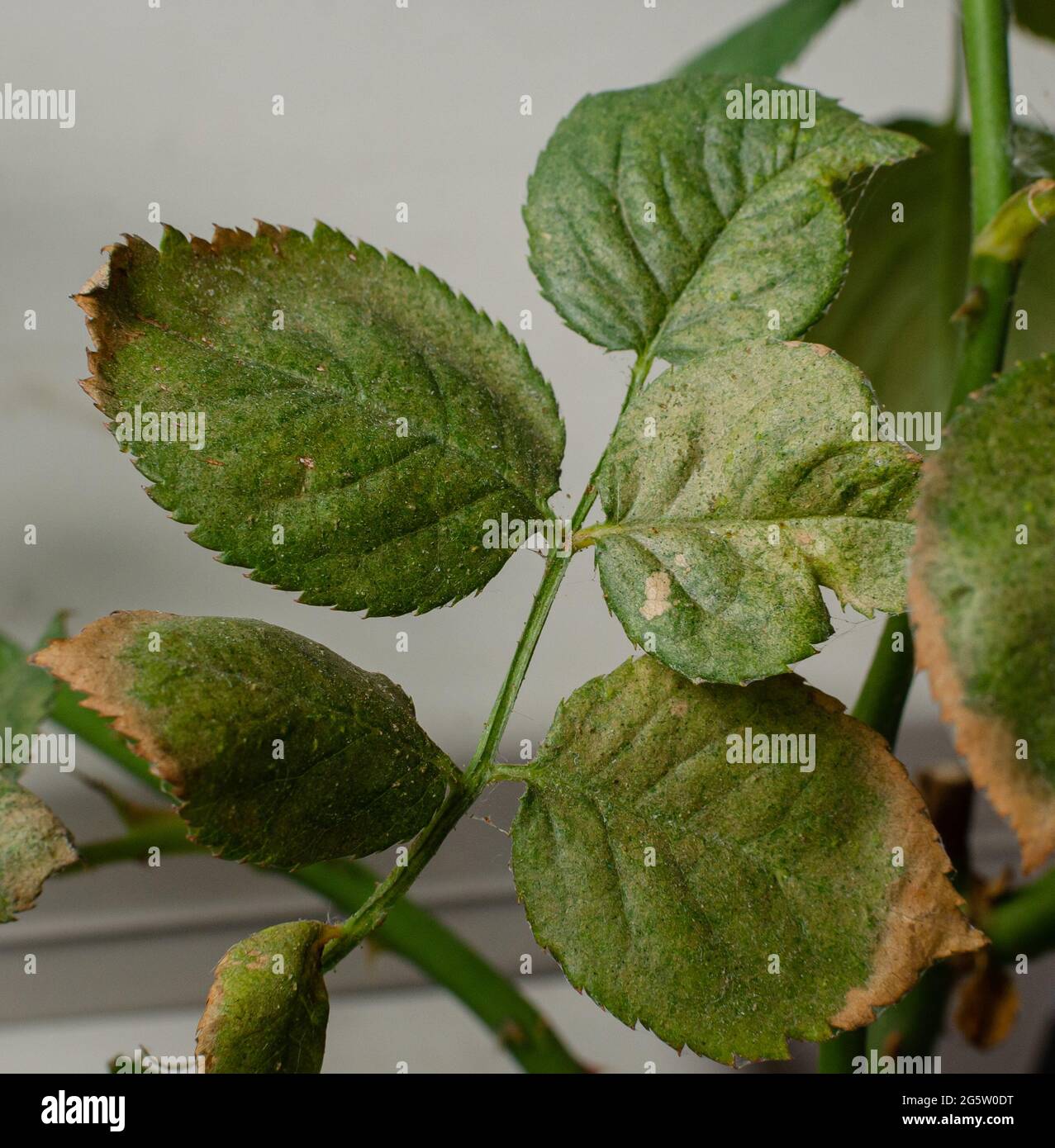 Spider mite leaves hi-res stock photography and images - Alamy