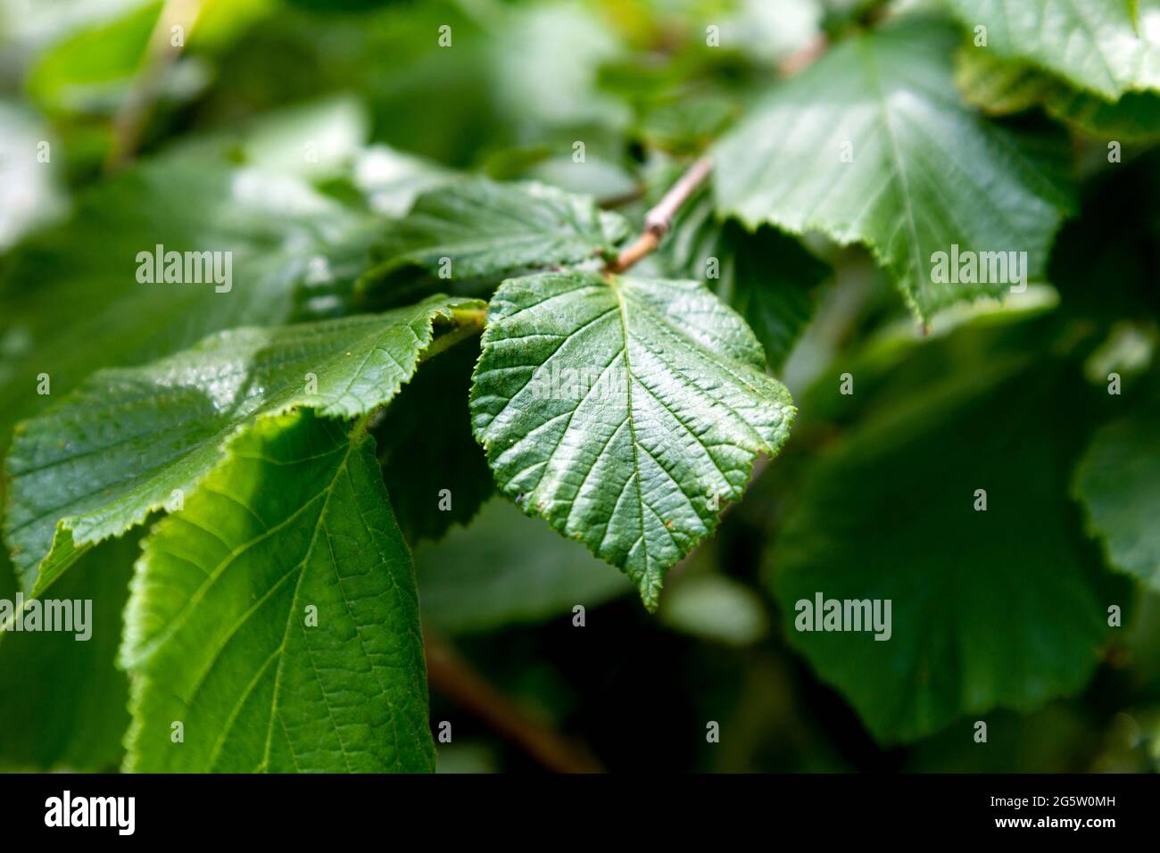 Common Hazel leaves (Corylus avellana) (Forest for Change exhibition ...
