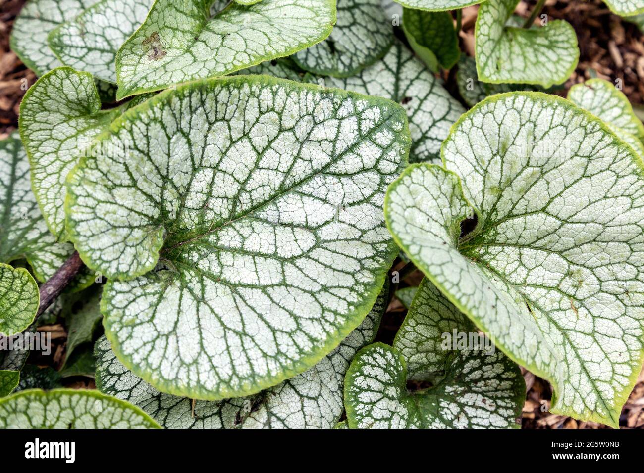 White and green Brunnera macrophylla leaves (Forest for Change ...