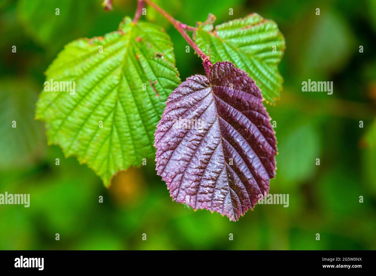 Filbert tree hi-res stock photography and images - Alamy