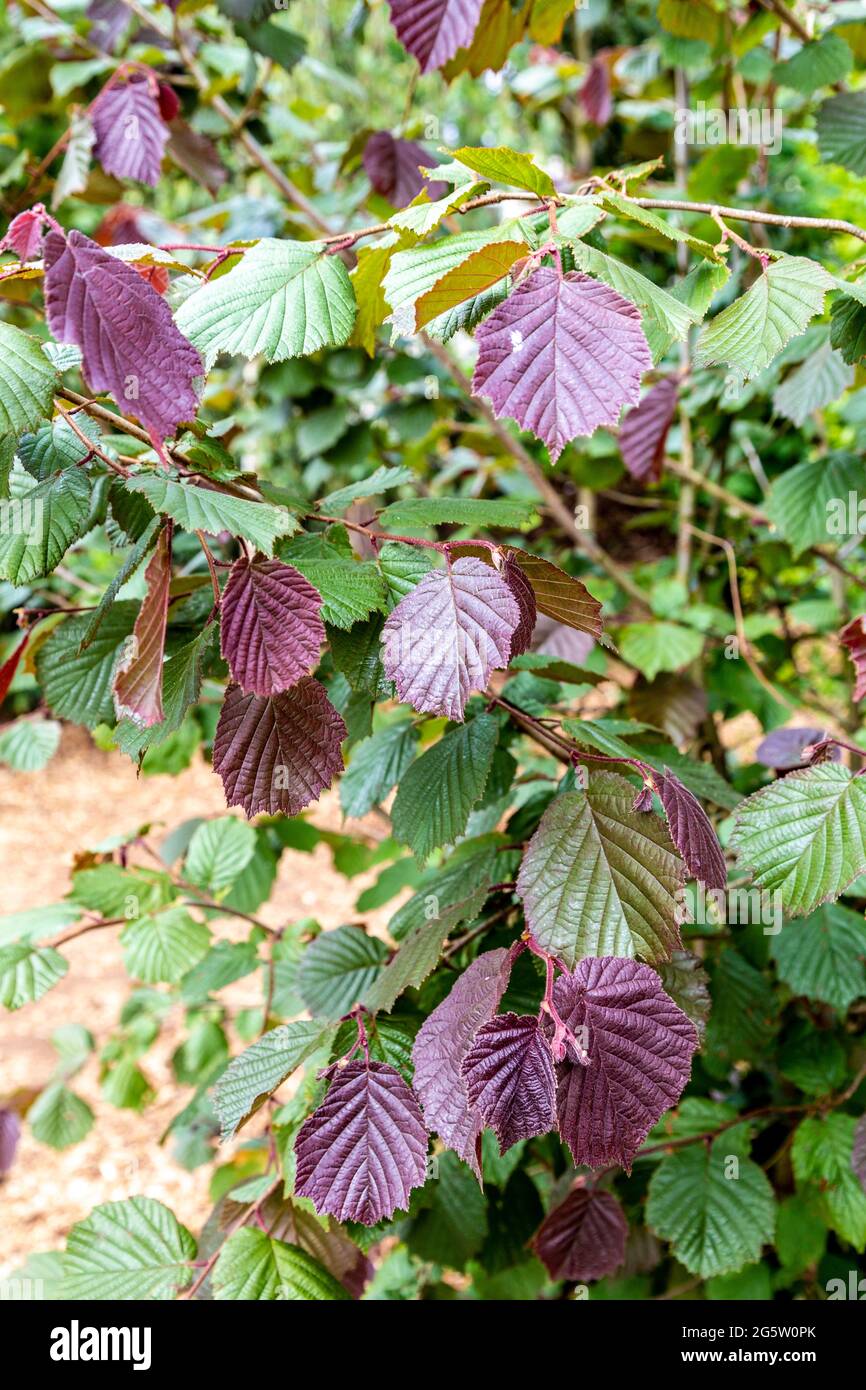 Red Filbert (Corylus Avellana) Forest for Change exhibition in the ...