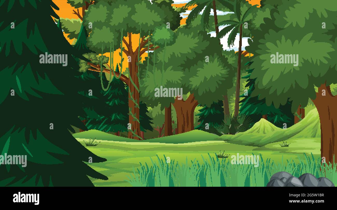Rainforest or tropical forest at sunset time scene illustration Stock ...