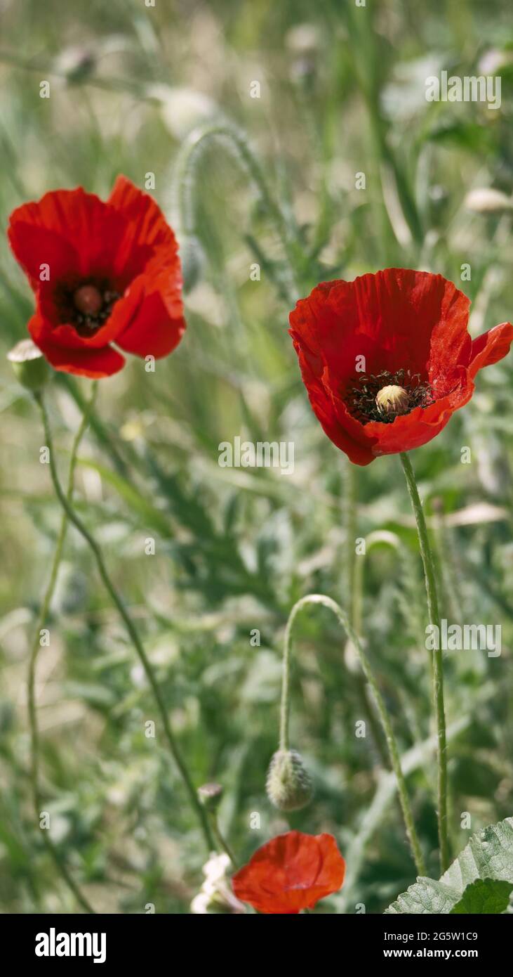Flowers of Papaver rhoeas or common poppy Stock Photo - Alamy