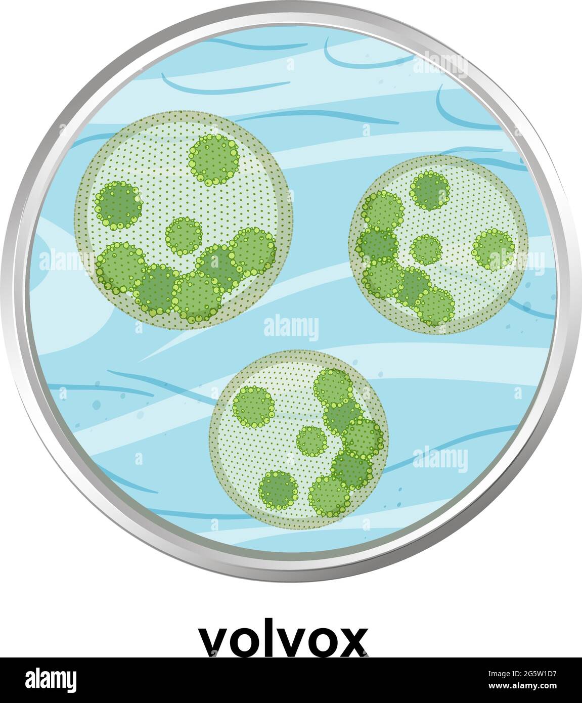 Volvox Structure