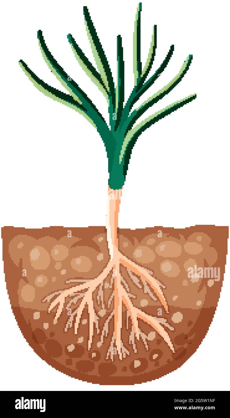 Plant Roots Vector