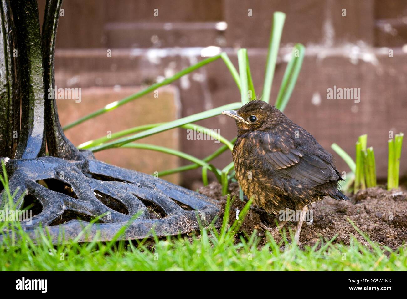 Baby blackbirds hi-res stock photography and images - Alamy