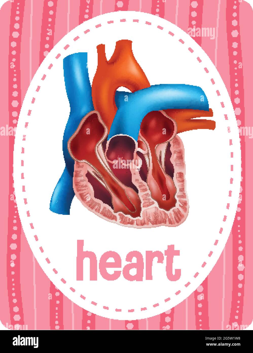 Real Heart Pictures For Kids