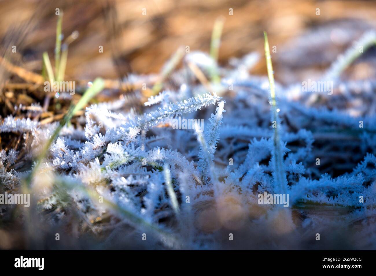 Spring Frost crystals countryside. Scotland UK Stock Photo - Alamy