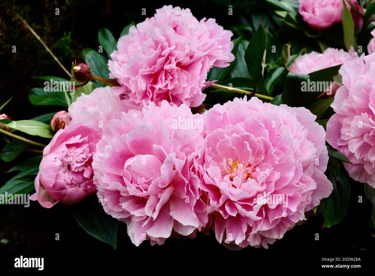 Pink Peonies, Macro Photography Stock Photo - Alamy
