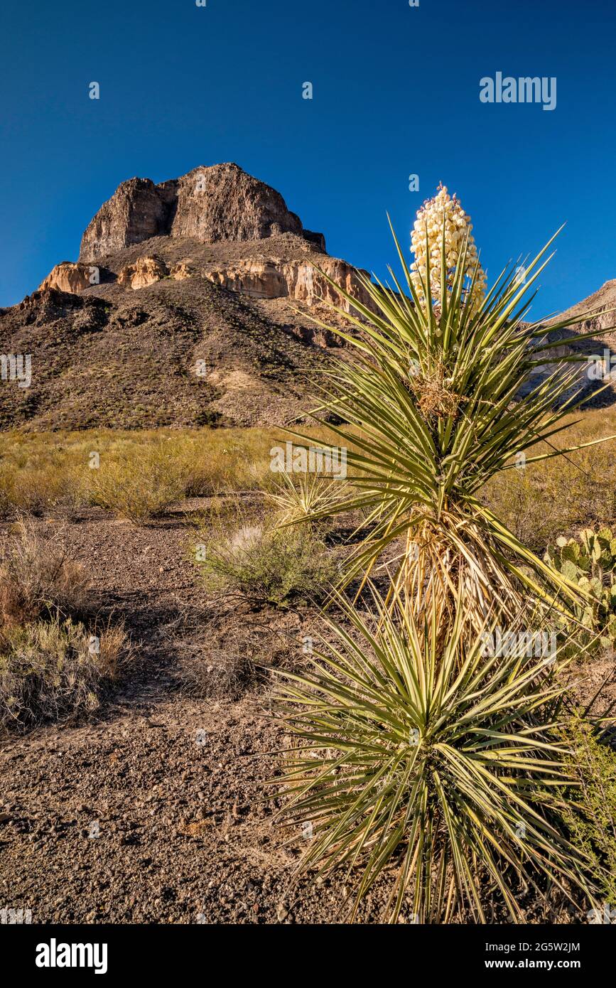 Spanish dagger plants hi-res stock photography and images - Alamy