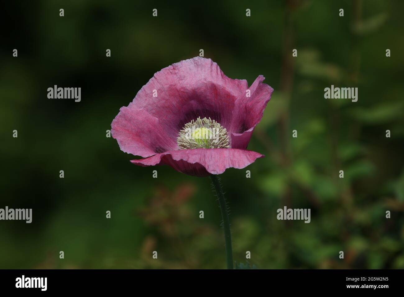 Red and purple poppy on a dark background Stock Photo - Alamy