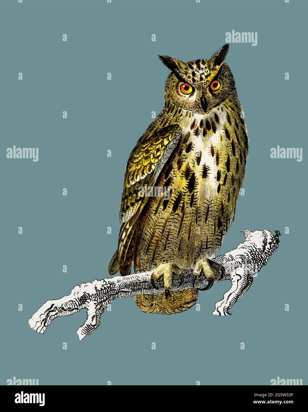 Hand Drawing Illustration Eagle Owl High Resolution Stock Photography ...