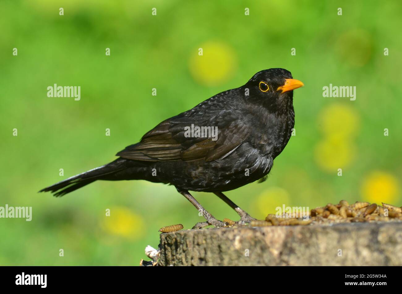 blackbird turdus merula Stock Photo - Alamy