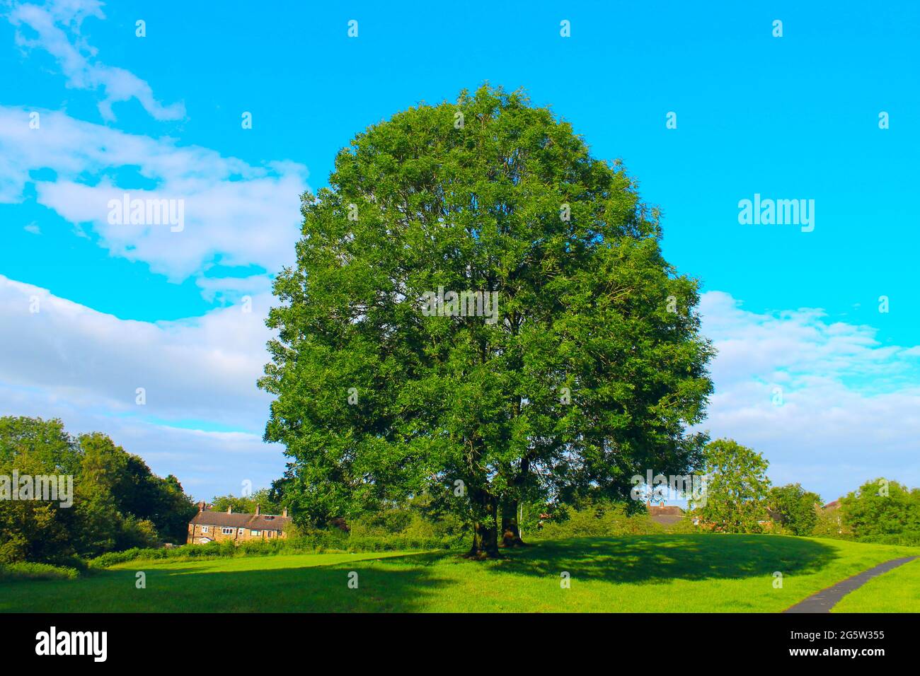 Countryside landscape on a bright sunny day with large ash tree casting ...