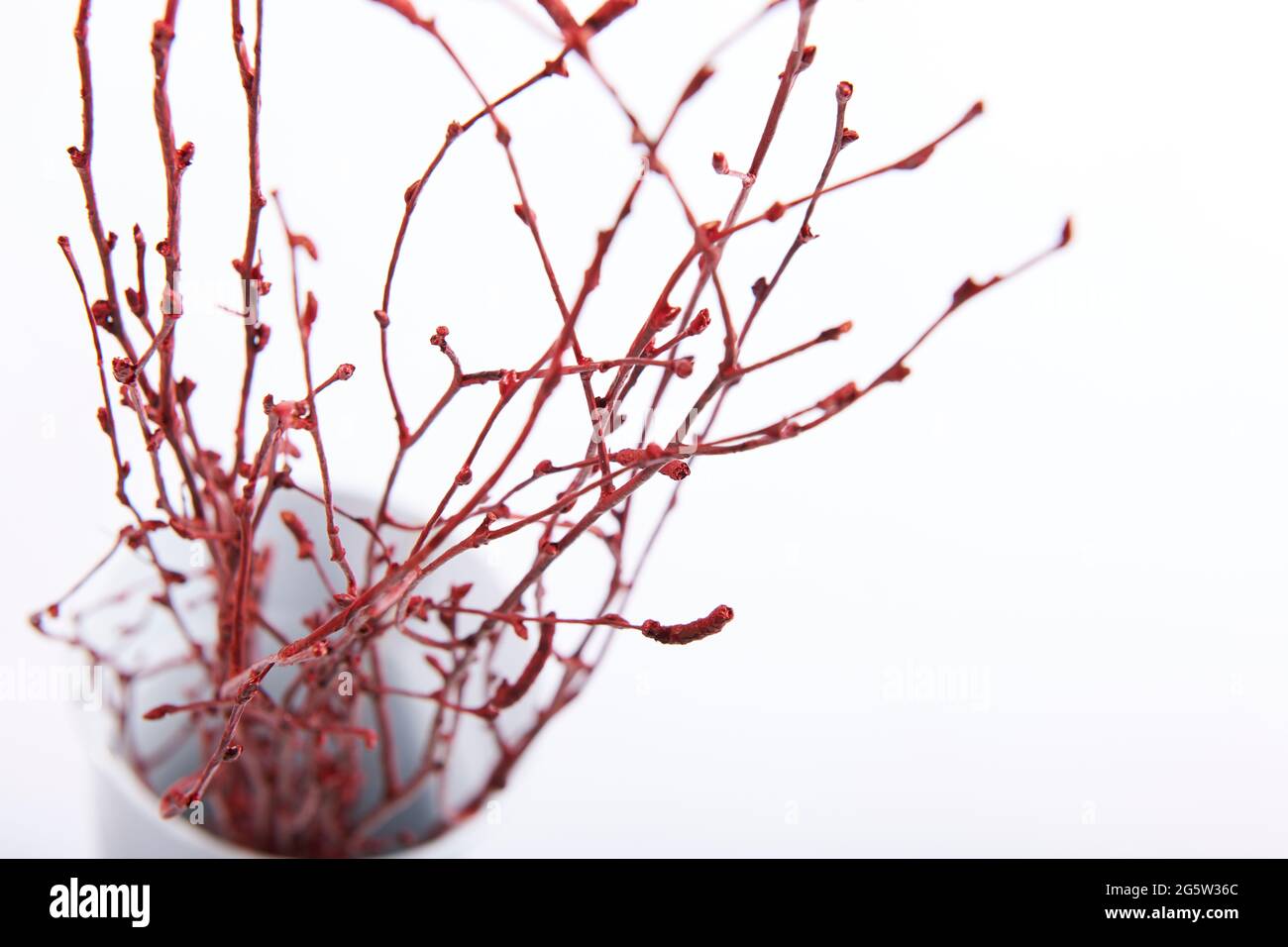 Contemporary pink birch in a white zinc vase on a white neutral ...