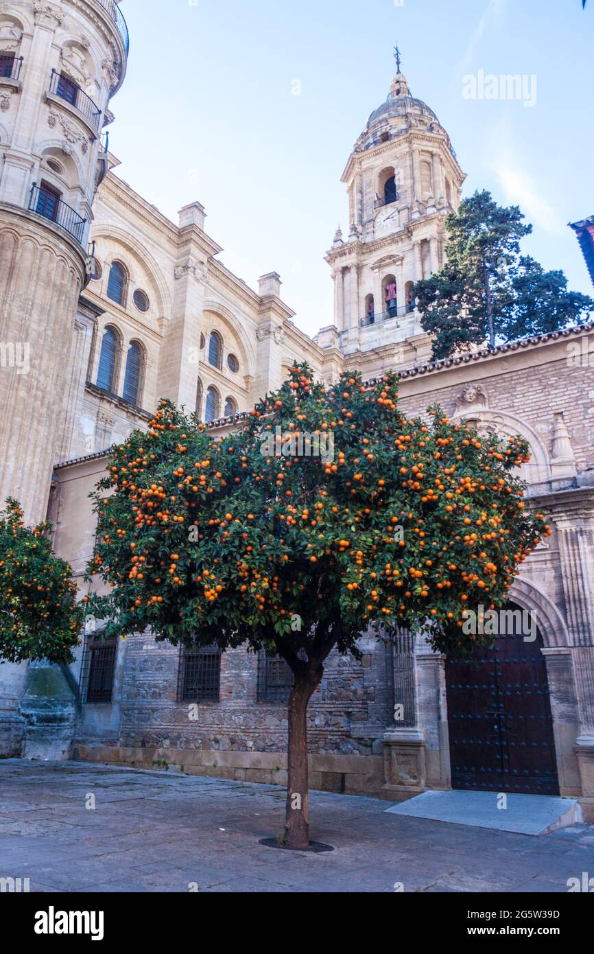 Orange trees in front of the cathedral in Malaga, Spain Stock Photo - Alamy