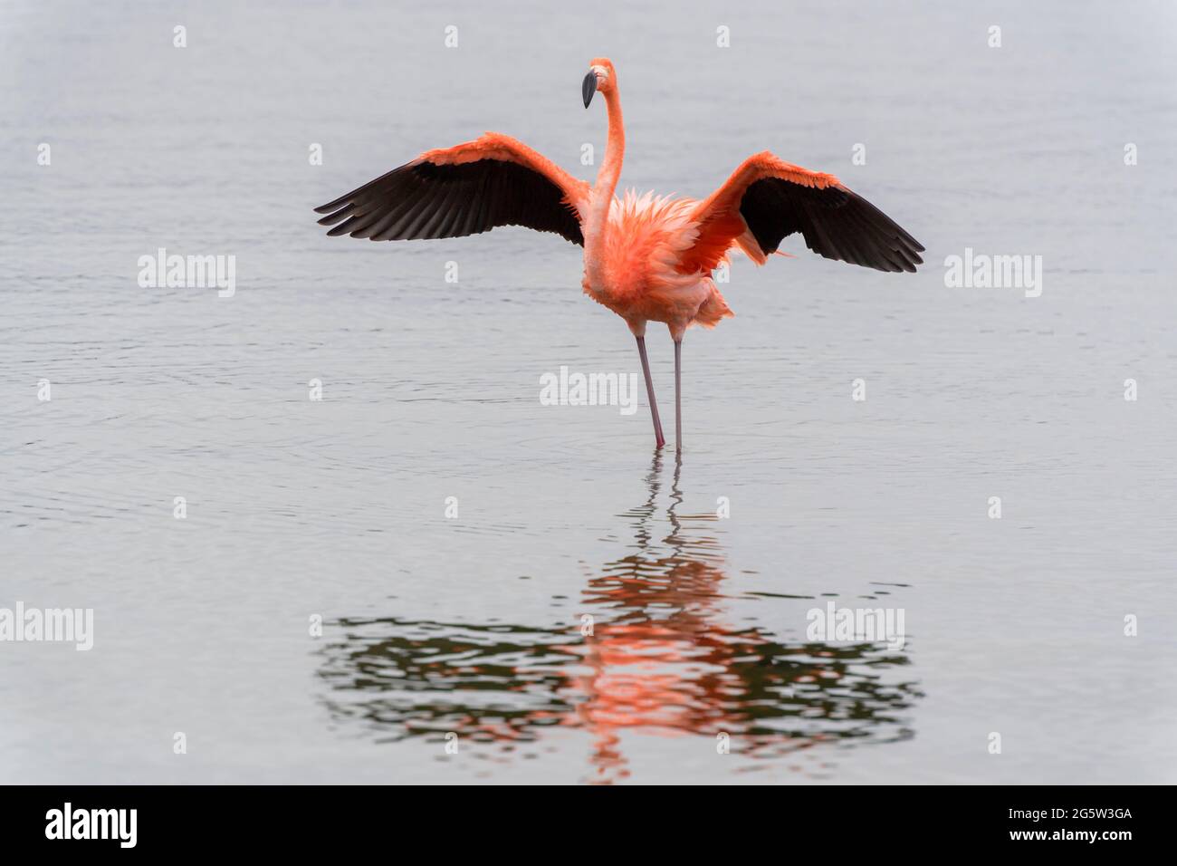 American or Caribbean flamingo (Phoenicopterus ruber) walking in water ...