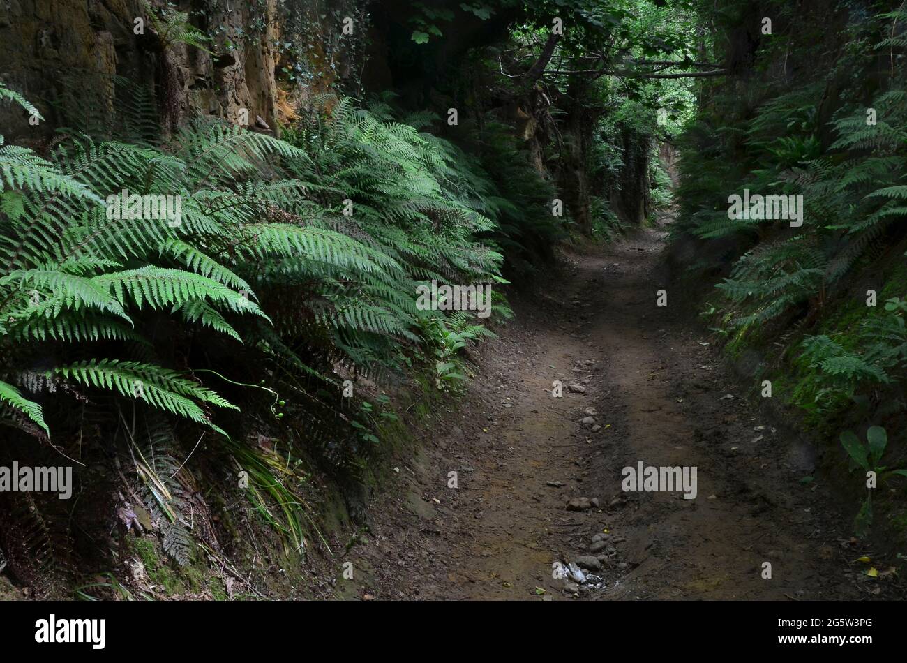 Sunken lane in sandstone rock near Symondsbury, Dorset, UK Stock Photo ...