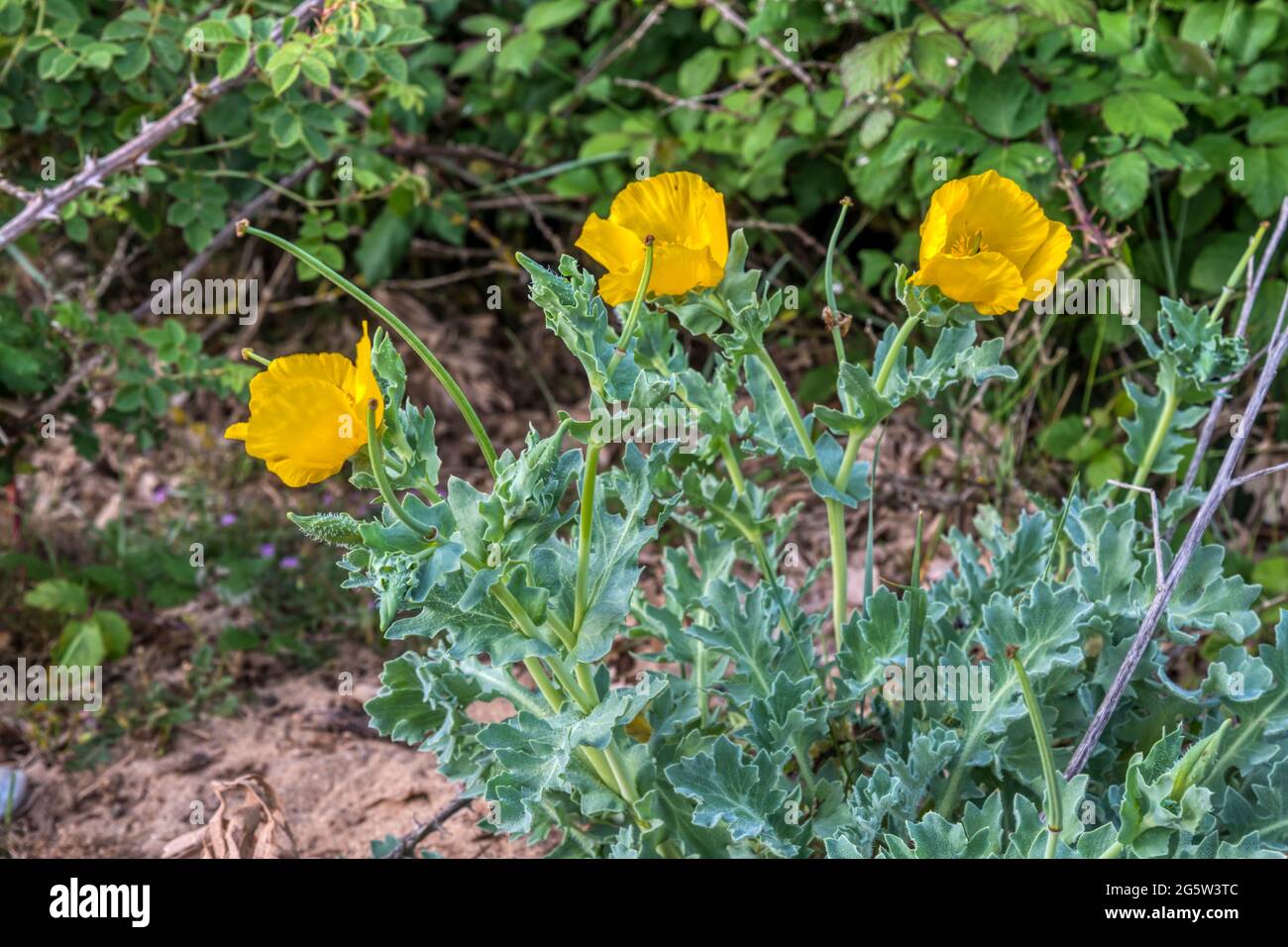 Yellow horned poppy, Glaucium flavum, growing behind the shore of the ...