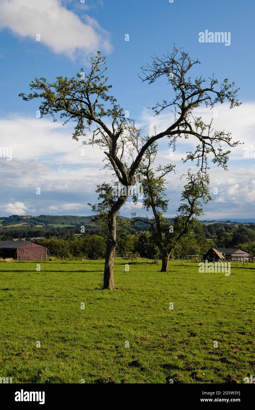 Small deciduous tree in a field hi-res stock photography and images - Alamy