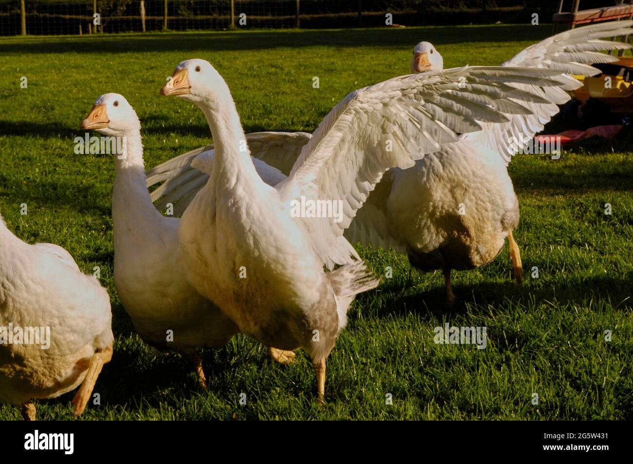 Geese charging hi-res stock photography and images - Alamy