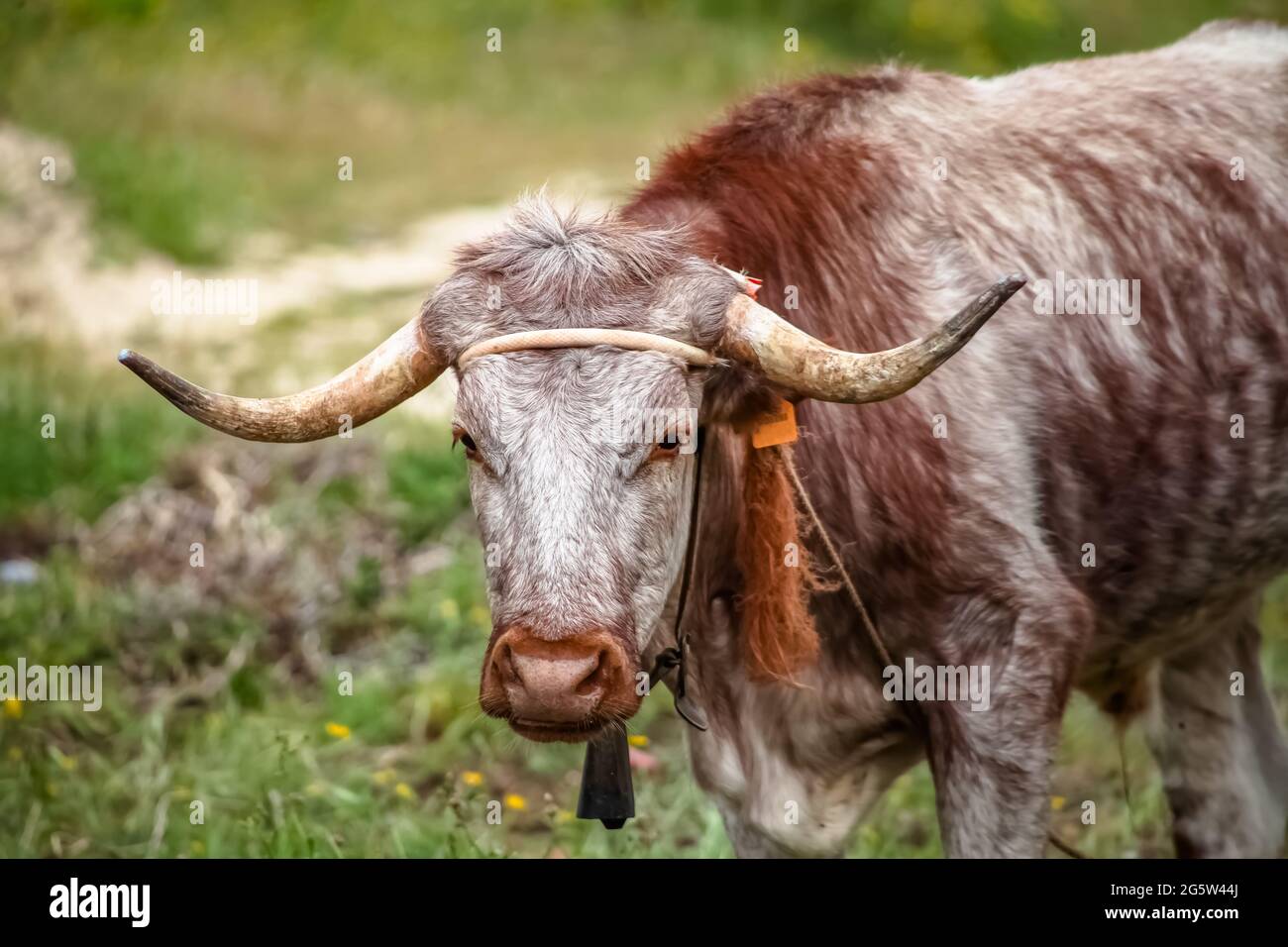 Portuguese beef cattle hi-res stock photography and images - Alamy