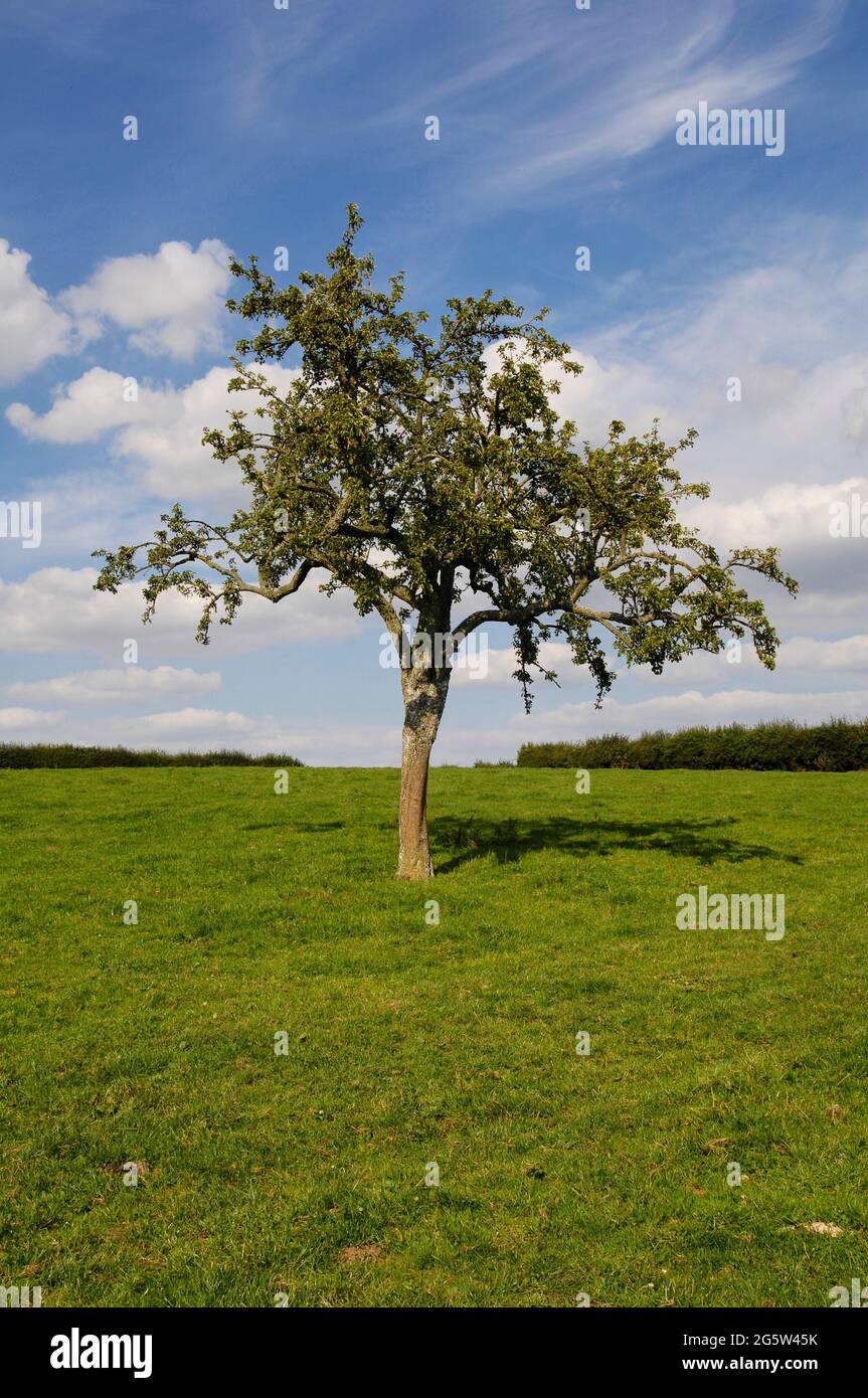 small deciduous tree in field in the United Kingdom in summer Stock ...